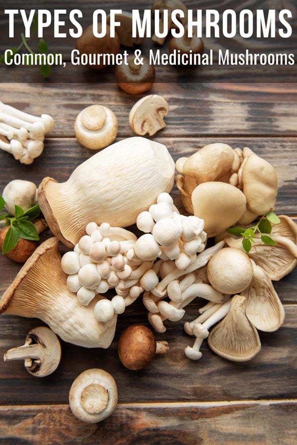 Types Of Mushrooms: 30 Varieties With Pictures - Pasaulio receptai